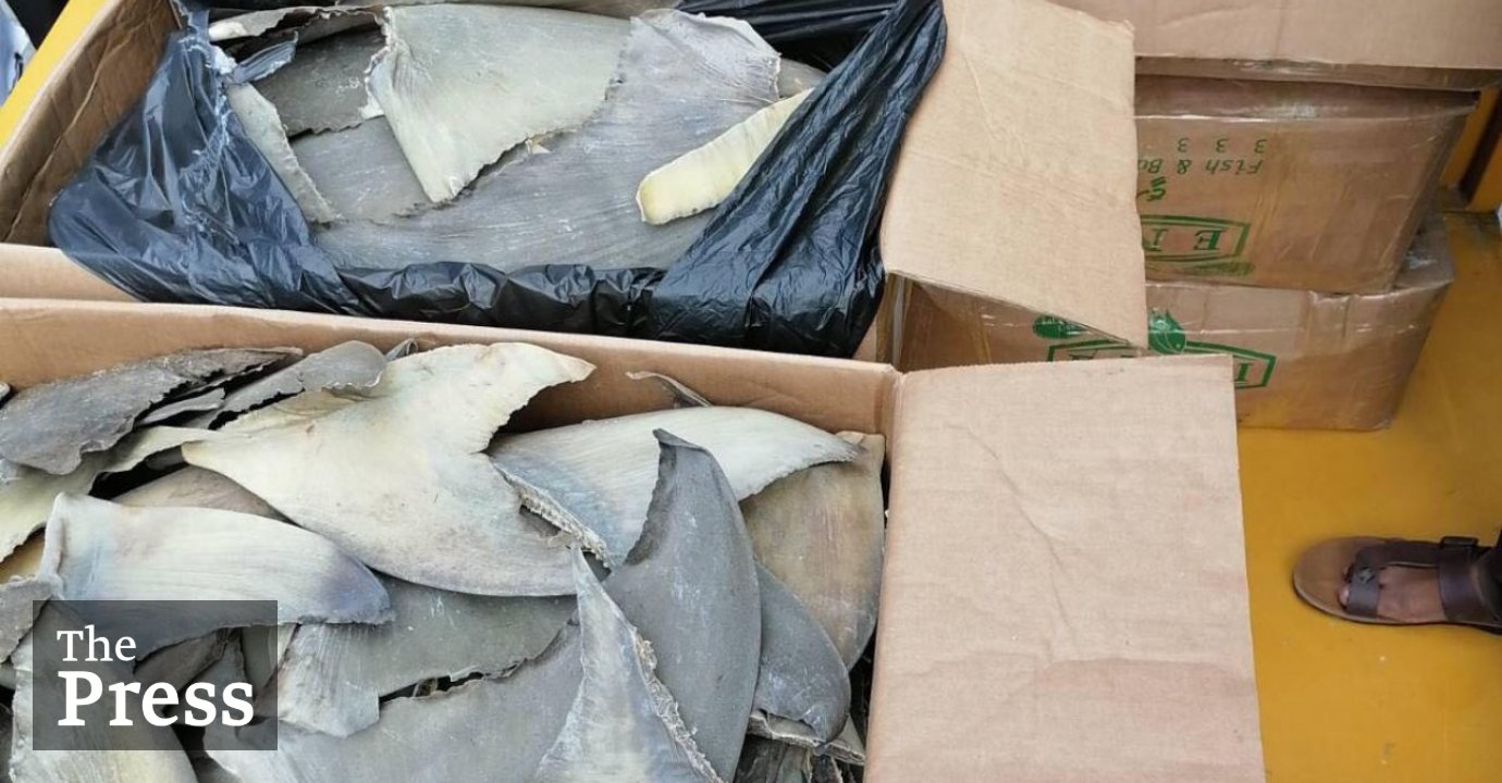 Authorities seize 21 boxes of shark fins from VIA | ThePress