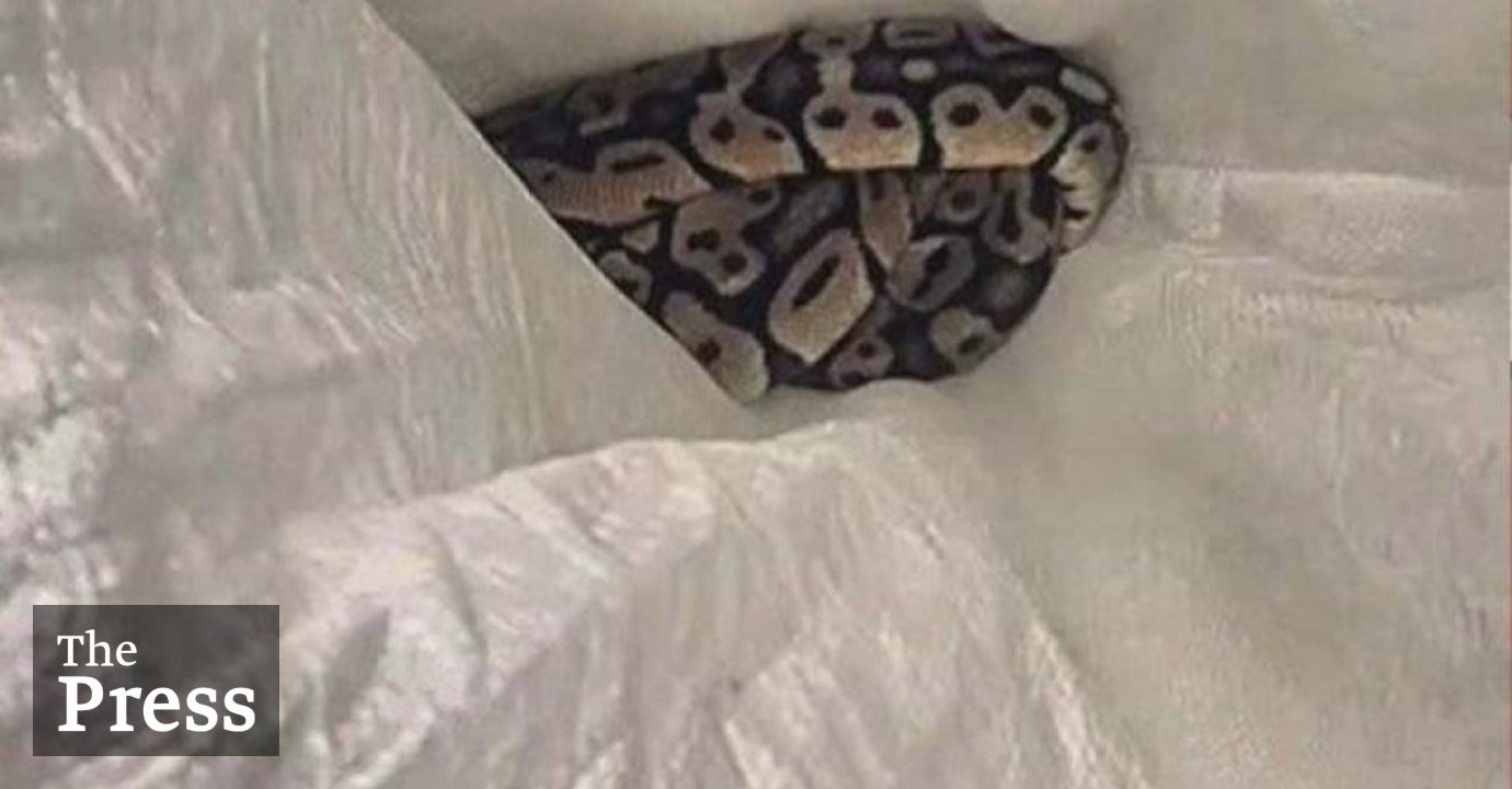 A snake discovered at a warehouse in Male' | ThePress
