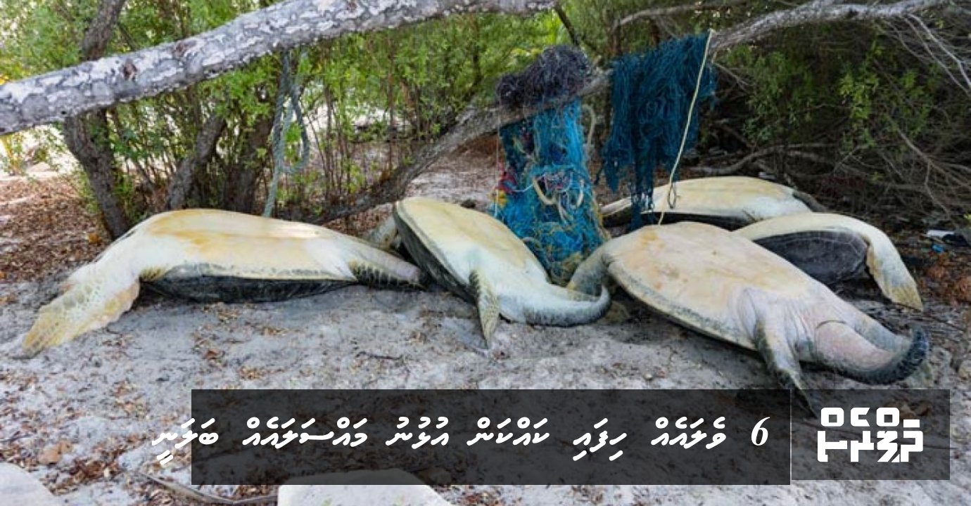 6 velaeh hifai kakkan ulhunu massala eh balanee | ThePress