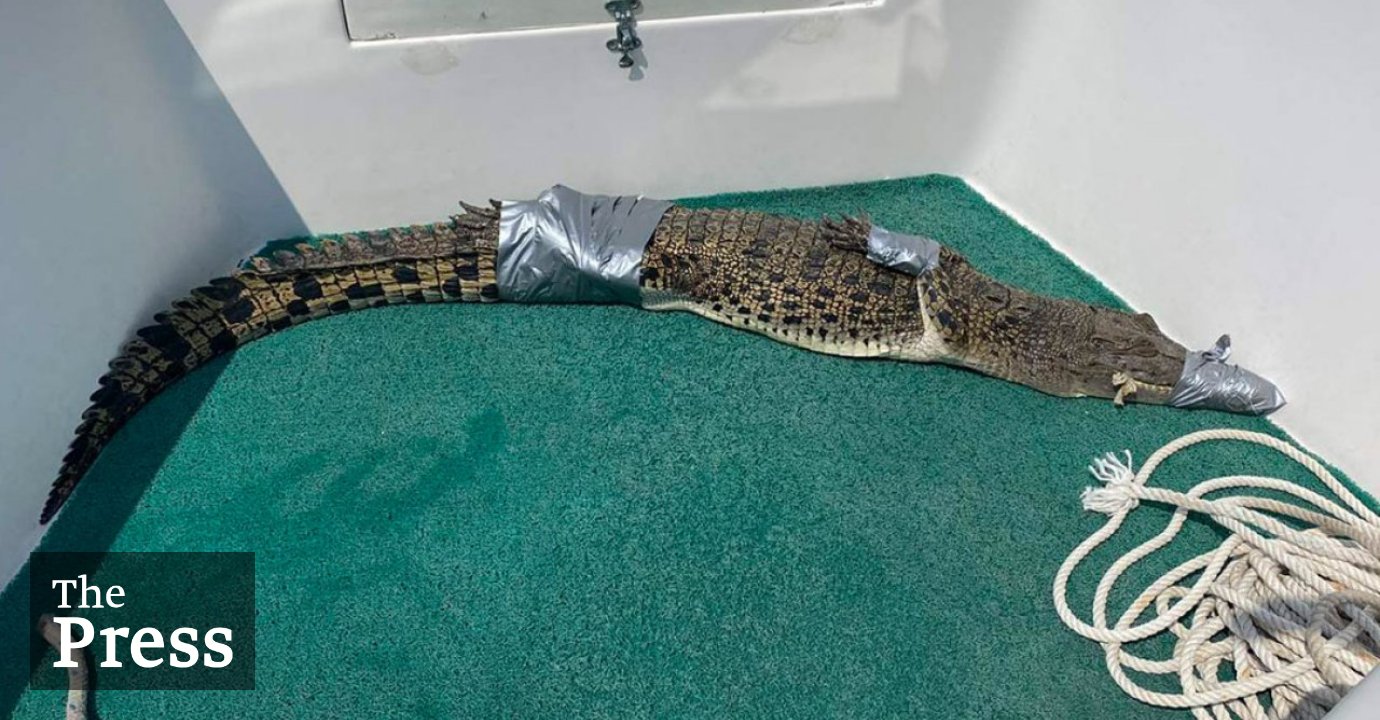 MNDF catches a 6 ft Croc near Hoarafushi | ThePress