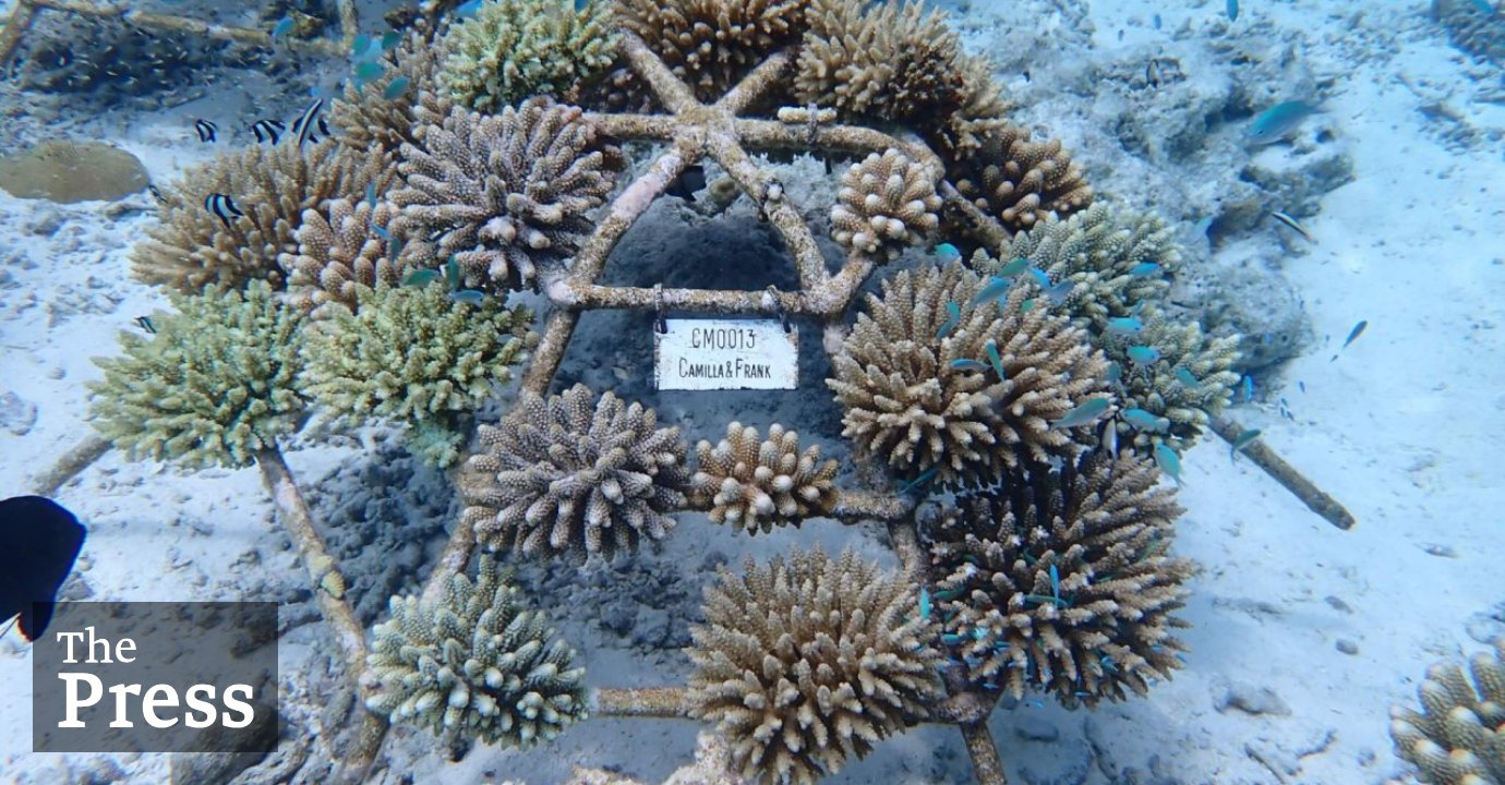 Guardians of the reef: Protecting the coral reefs of the Maldives ...