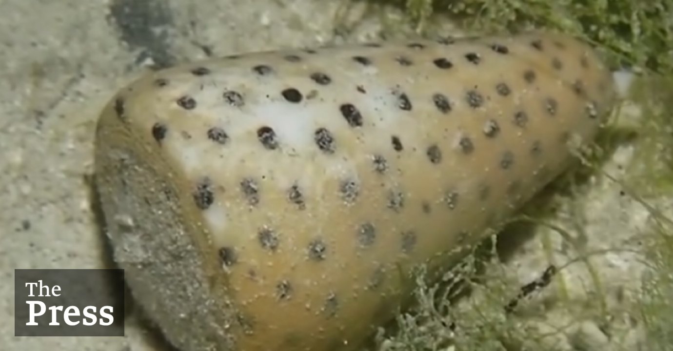 Venomous Cone Snails spotted at Rasfannu Beach | ThePress